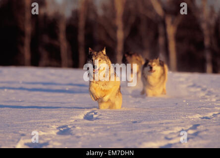 Alaska, Gray Wolves Charging Through Deep Winter Snow Stock Photo - Alamy