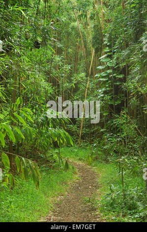 Moleka Trail through bamboo forest Roundtop Mt Tantalus trail system ...