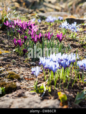 Iris JS Dijt, Iris reticulata Stock Photo - Alamy