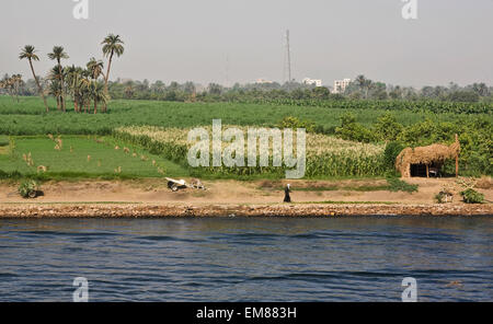 Cow at the river Nile banks, Egypt Stock Photo - Alamy