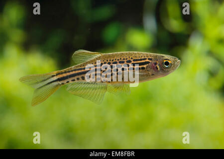 Gold-ring Danio (Brachydanio tinwini Stock Photo - Alamy