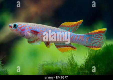 Fundulopanchax scheeli,Scheeli Prachtkaerpfling,Emerald aphyosemion ...