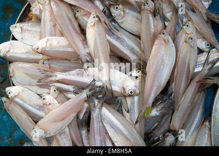 Small fish for sale, Kerala, India Stock Photo - Alamy
