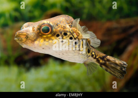 Pao palembangensis,Palembang-Kugelfisch,Humpback Puffer Stock Photo - Alamy