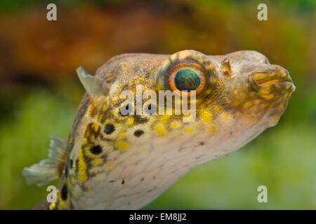 Pao palembangensis,Palembang-Kugelfisch,Humpback Puffer Stock Photo - Alamy