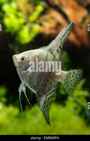 Pterophyllum scalare Gruen Marmor,Segelflosser,Angelfish Stock Photo ...