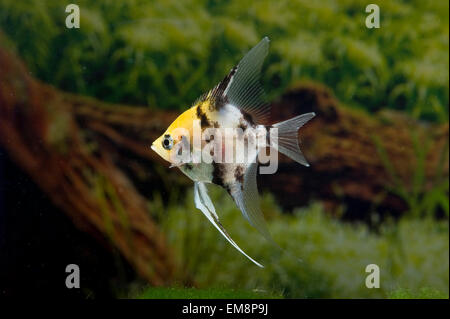 Pterophyllum scalare GOLDHEAD,Segelflosser,Angelfish Stock Photo - Alamy