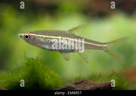 Rasbora pauciperforata,Rotstreifenbaerbling,Red lined Rasbora Stock ...