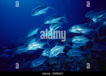 Northwest Hawaiian Islands, Pearl And Hermes Reef, Amberjack, Kahala ...