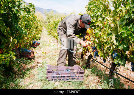 Paine, CHILE- Marzo 29, 2015. Hand grapes picking in small organic ...