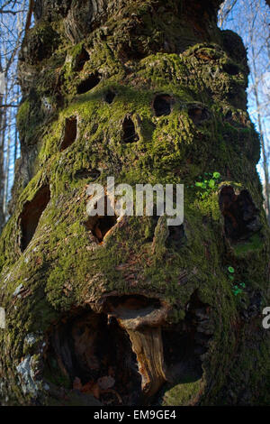 Reptile shaped limb scar on a tree trunk, San Martin de Trevejo ...