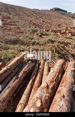 Logging industry showing timber / trees felled by forestry machinery ...