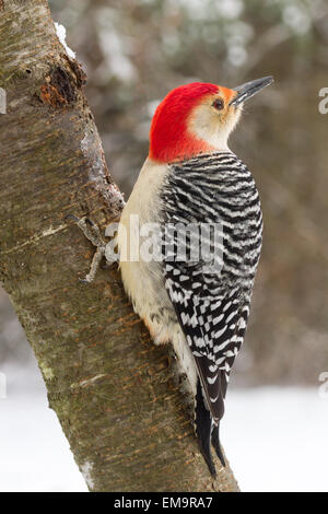Red-Bellied Woodpecker on the bird feeder Stock Photo - Alamy