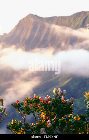 Hawaii, Kauai, Kalalau Valley, Lehua Trees Silhouetted At Sunset, Pink ...