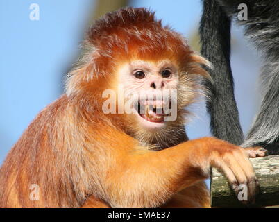 langur monkey showing teeth Stock Photo - Alamy