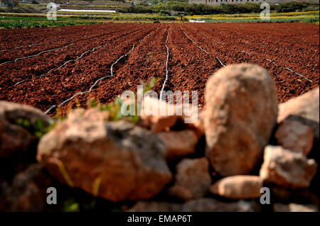 Malta Agriculture - rolling field Stock Photo - Alamy