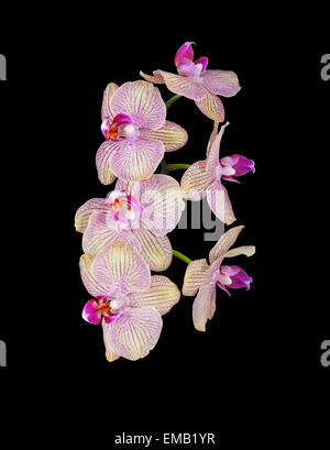 A closeup shot of a purple orchid flower isolated on a blurred ...