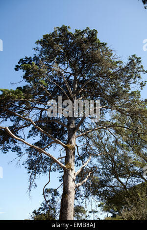 Mexican White Cedar (Cupressus lusitanica), Cupressaceae Stock Photo ...