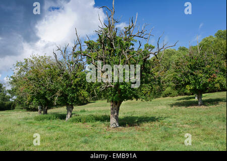 Large old pear trees growing in an orchard in Gloucestershire.a UK ...
