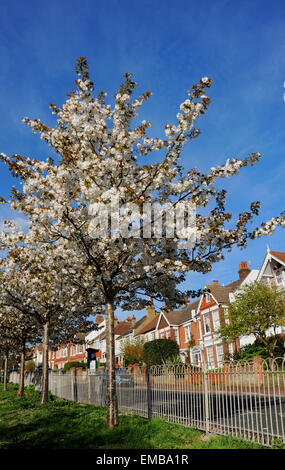 Brighton Sussex UK 19th April 2015 - Spring blossom in full bloom in ...