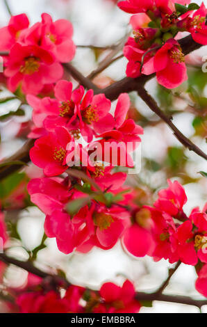 The vibrant pink flowers of cherry blossom in the garden Stock Photo ...
