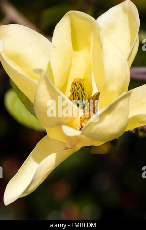 One of the best yellow flowering magnolias, the small tree Magnolia ...