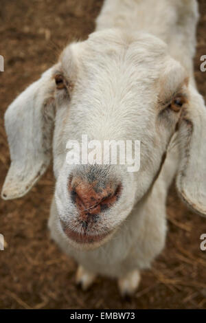 Short Haired Goat Stock Photo - Alamy