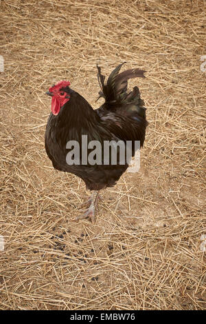 Barnyard rooster chicken Stock Photo - Alamy