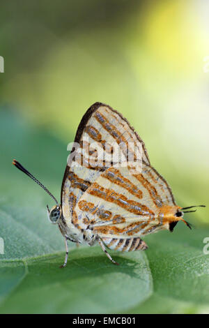 Club Silverline or Spindasis syama terana, white butterfly eating ...