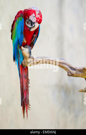 A vertical closeup of blue and yellow Macaw in the cage Stock Photo - Alamy
