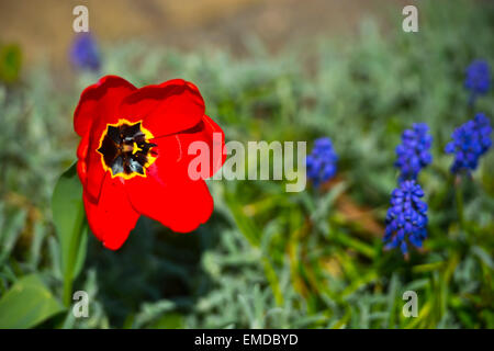 Fully open tulip flower Stock Photo - Alamy