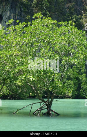 mangrove trees in sea Stock Photo - Alamy