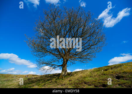 An oak tree on the ramparts of Burrow Hill Iron Age hill fort, looking ...