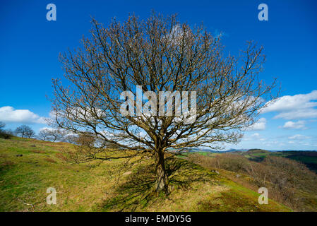 An oak tree on the ramparts of Burrow Hill Iron Age hill fort, looking ...