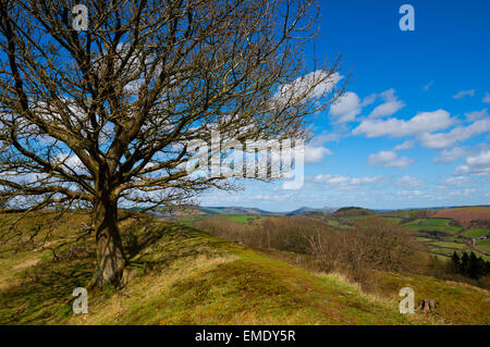 An oak tree on the ramparts of Burrow Hill Iron Age hill fort, near ...