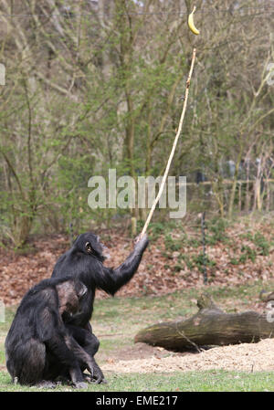 The chimpanzees of Burgers' Zoo use sticks to fish for bananas on a ...