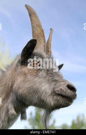 Goat face close up Stock Photo - Alamy