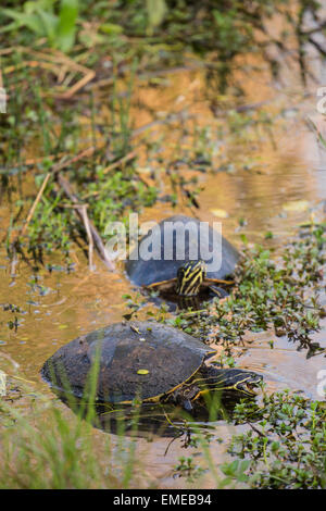 Florida Red-bellied Cooter or Florida Redbelly Turtle (Pseudemys ...