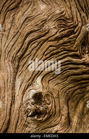 Bark pattern on the Gumbo Limbo tree (Bursera simaruba) in the Gumbo ...