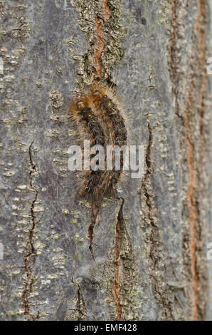 White Cedar Moth Caterpillars on bark of Cedar tree Stock Photo - Alamy