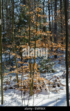 Canadian forest in winter time Stock Photo - Alamy