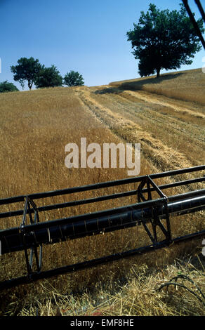 Italy, Basilicata, Roccanova, wheat harvest, harvester and farmer Stock ...