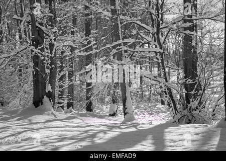 winter forest in Little Carpathian hills - Slovakia Stock Photo - Alamy