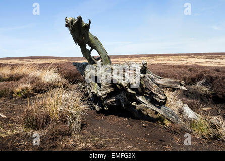 Ancient Tree Stumps Remnants of the Ancient Forests That Once Covered ...