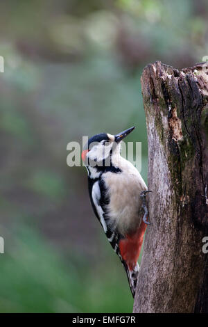 Great spotted woodpecker Dendrocopus major, adult male feeding juvenile ...