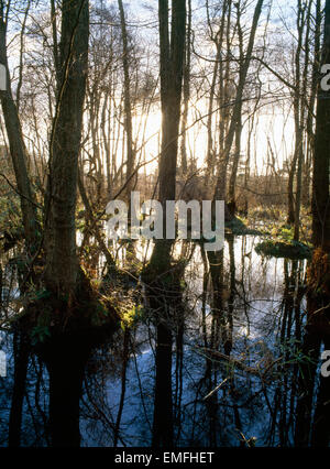 Alder carr, Frensham Common, Surrey, England. Waterlogged wooded ...