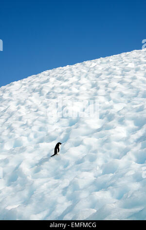 An iceberg in Hope Bay, Antarctica Stock Photo - Alamy