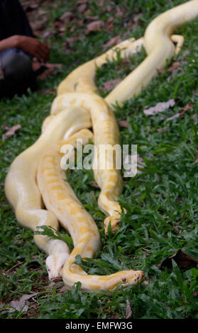Burmese python, Python molurus, albino, South East Asia Stock Photo - Alamy
