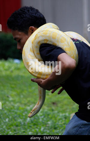 Burmese python, Python molurus, albino, South East Asia Stock Photo - Alamy