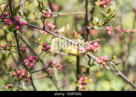 Tree branches with spring green budding leaves. tree buds in spring ...